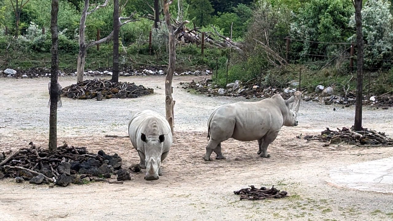 Zoo Run '24: Gentle Rhinos - YouTube