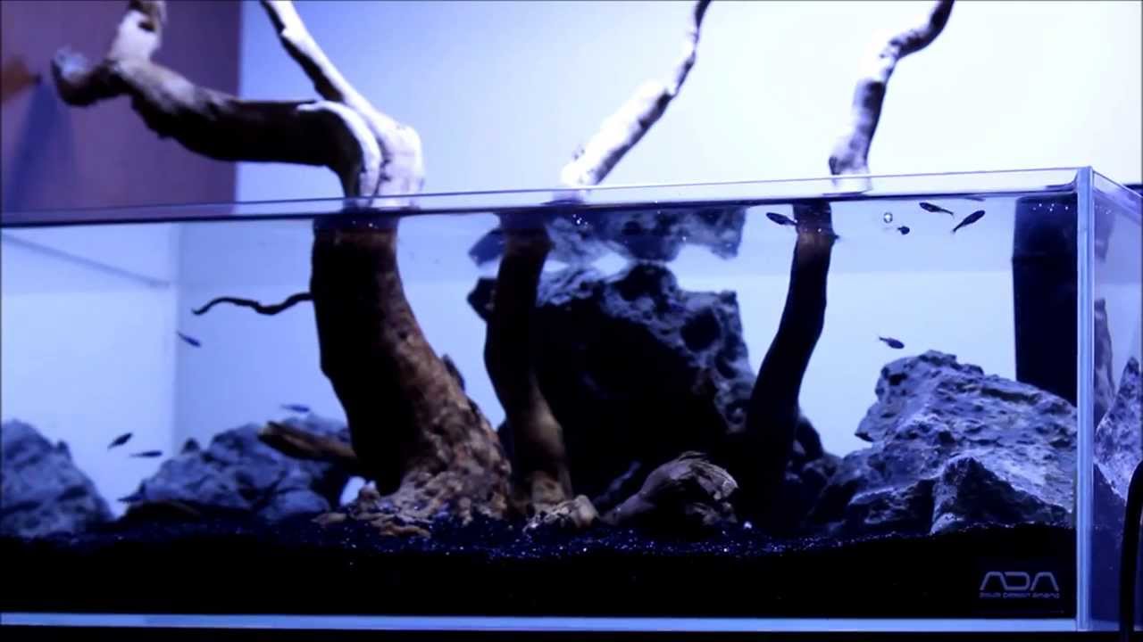 ADA Tank - Fish and Rocks Added - YouTube