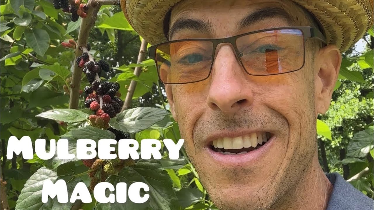 Magic Mulberry - YouTube