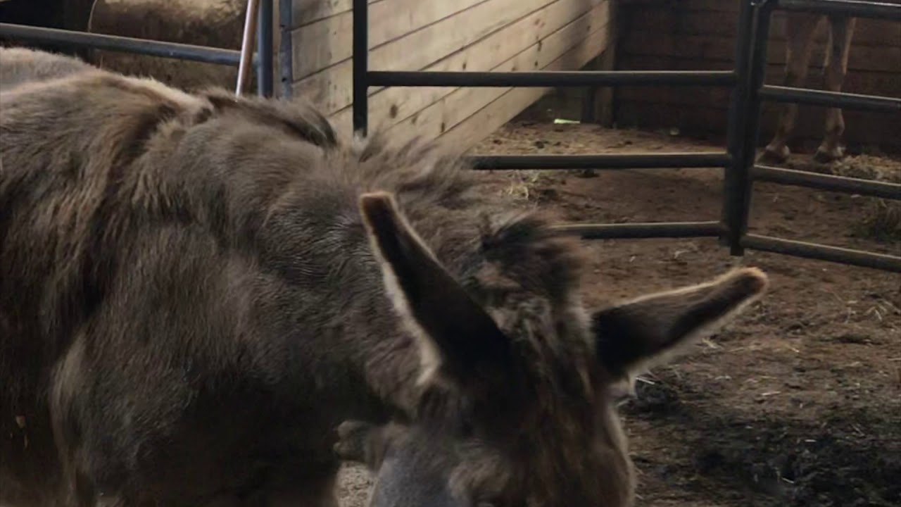 Donkey has a carrot - YouTube
