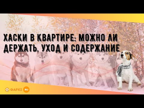 Хаски в квартире: можно ли держать, уход и содержание