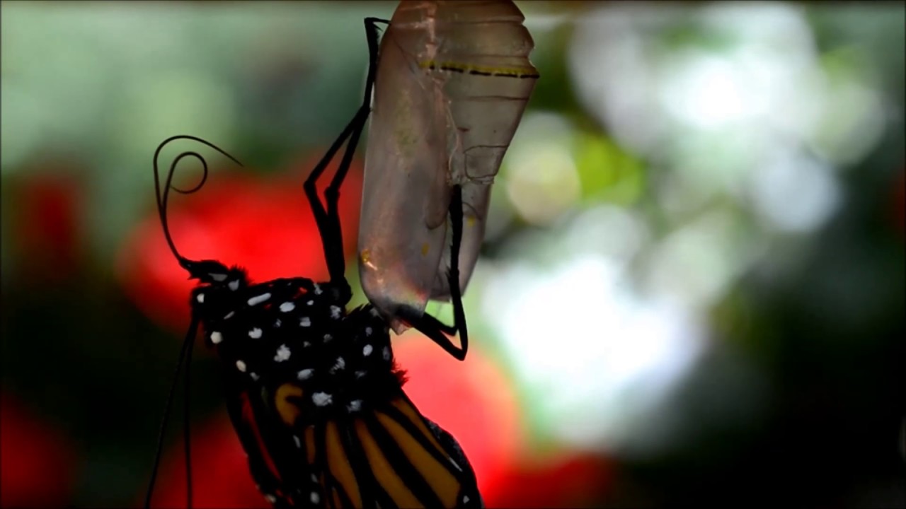 Monarch Butterfly Emerges from its Chrysalis Shell, Short Version - YouTube