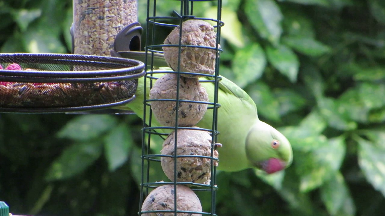 Parakeet eating fat balls - Teddington - United Kingdom - YouTube