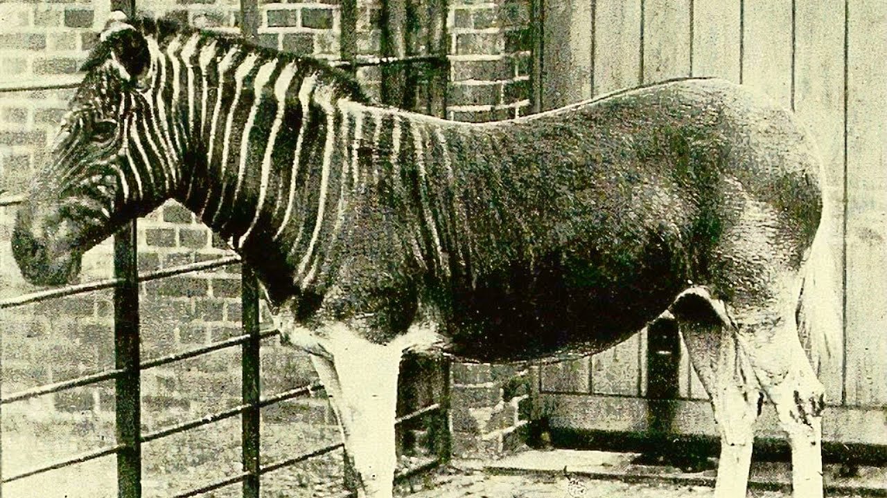 Last Photos of 5 Extinct Animals That Once Existed - YouTube