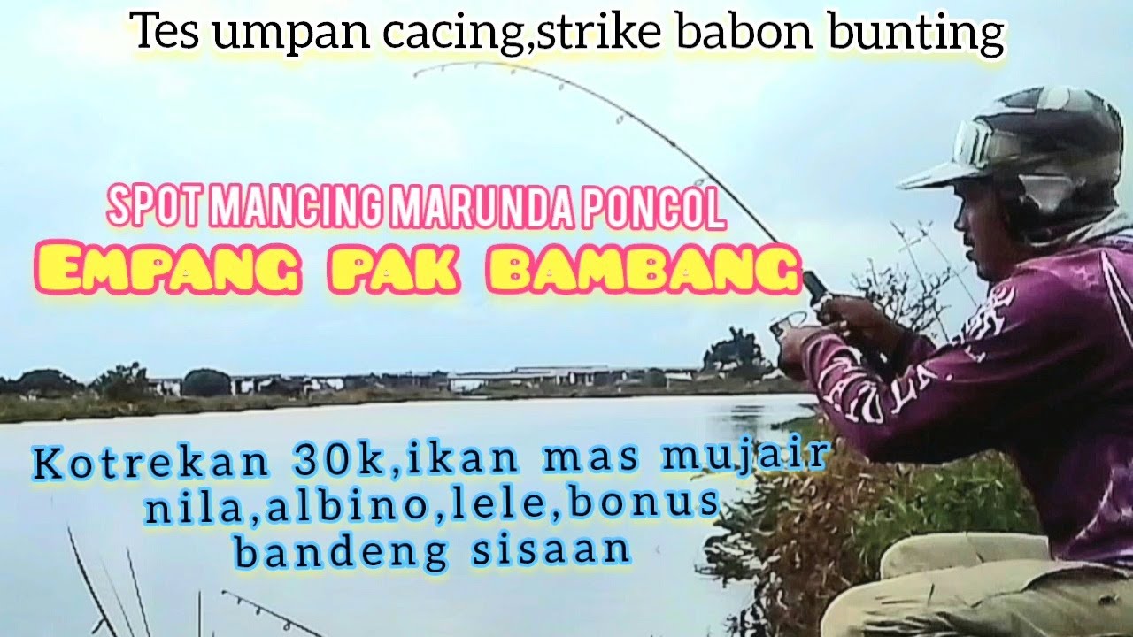 Empang pak bambang,tes umpan cacing,mancing di marunda poncol,uci ...