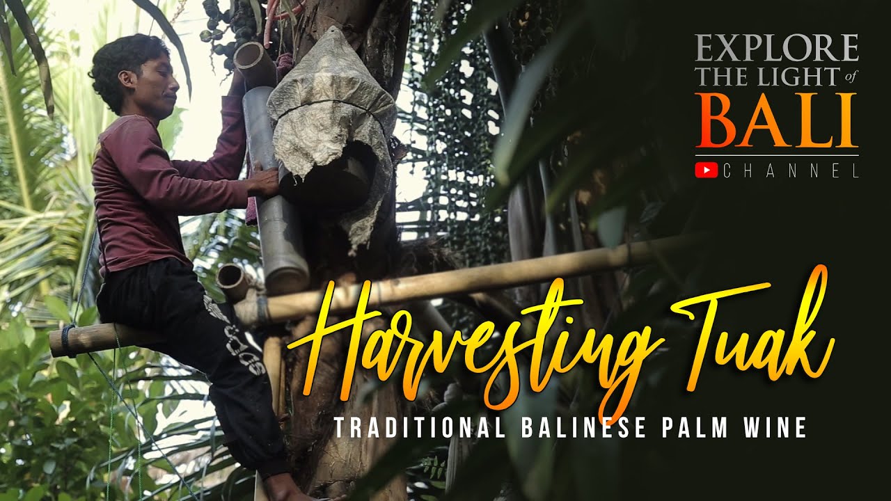 Proses Pembuatan Tuak Bali - Harvesting Tuak - Traditional Balinese ...