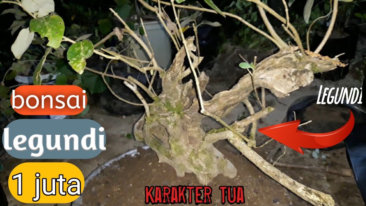 Bonsai Legundi Harga Mahal - Koleksi Legundi Keropos - YouTube