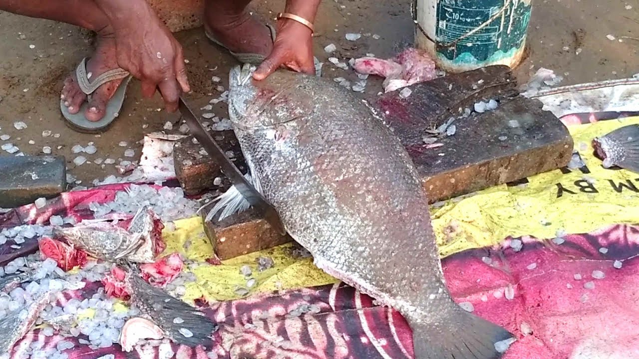 Amazing barramundi fish cutting Live fish cutting Pandugappa fish ...