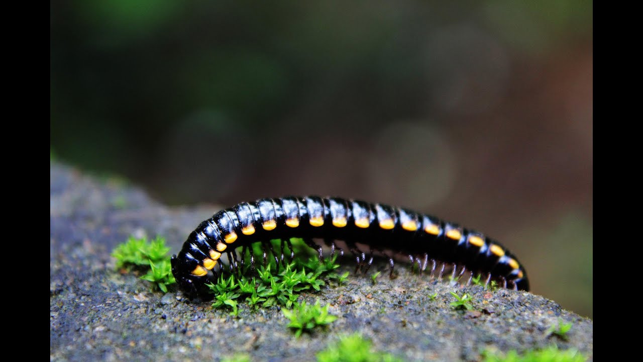 Mating Order Establishes Male Size Advantage inthe Polygynandrous ...