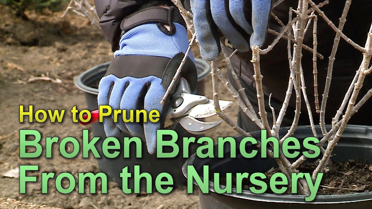 What to do with Broken Branches on Nursery Plants – This Week in the ...