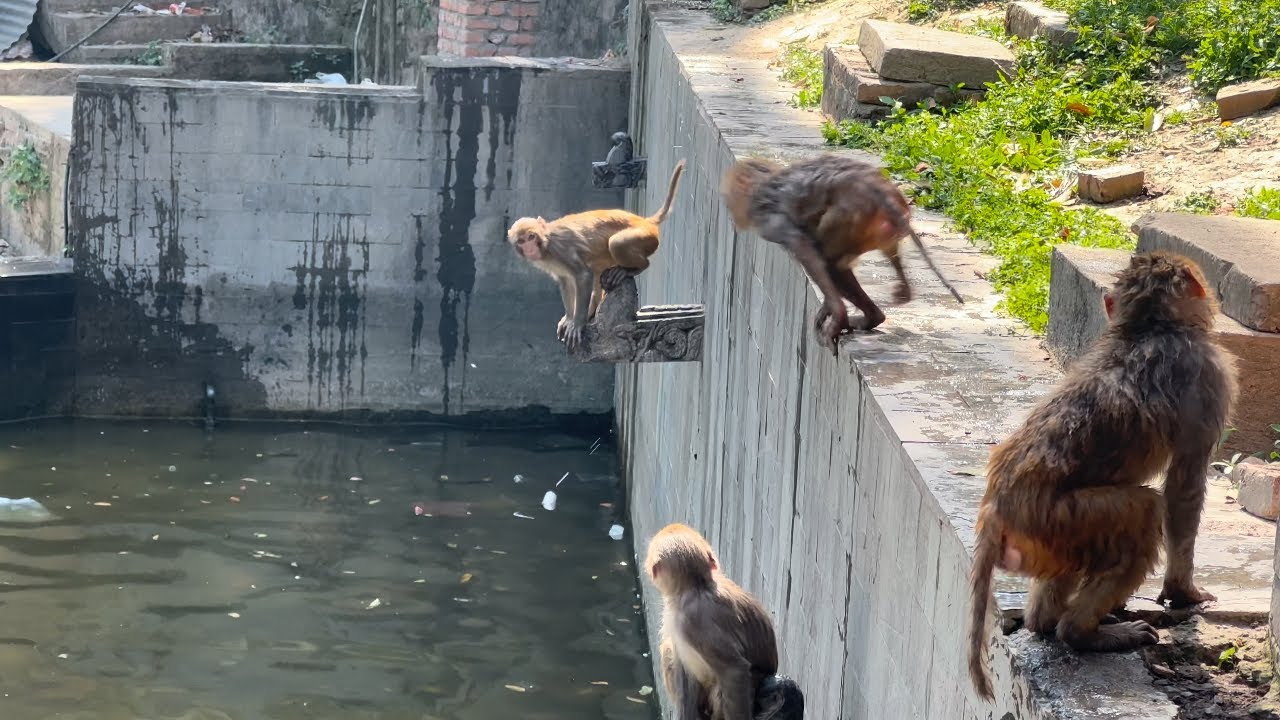 Monkey dive high #monkey #babymonkey #nature #love #swimming #summer ...