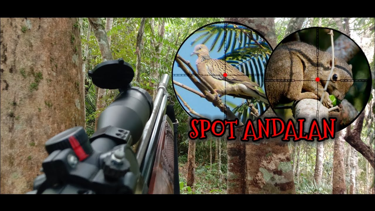 BERBURU‼️NYANGONG TEKUKUR DAN TUPAI - YouTube