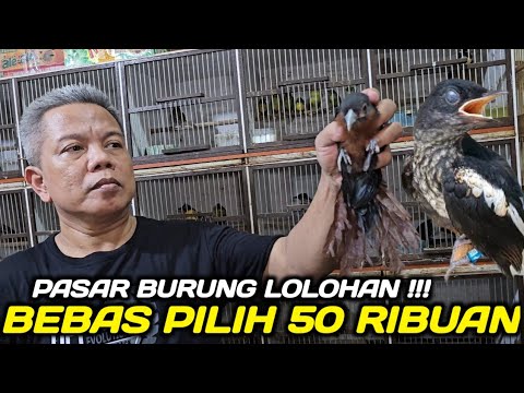 AKHIRNYA KETEMU KIOS PESAING BARU PUSAT BURUNG LOLOHAN PALING MURAH DI PASAR PRAMUKA