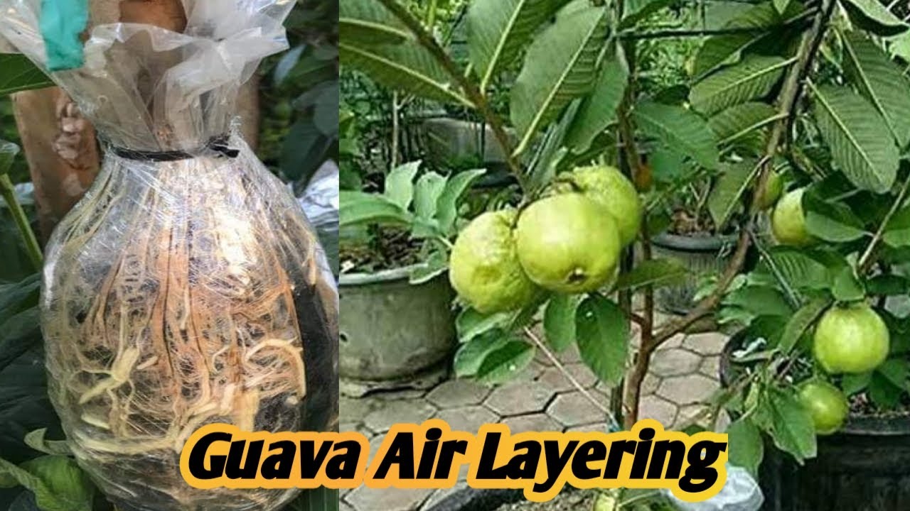 How to grow guava from cuttings | guava cultivation in tamil #koyya ...