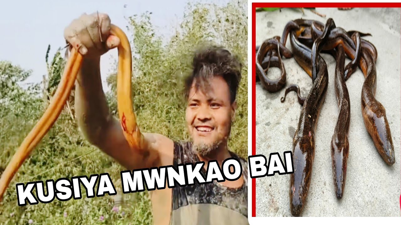 KUsiYA JWB enjoy LOKA || Big Eel fish catching || #Adwibirjoy - YouTube