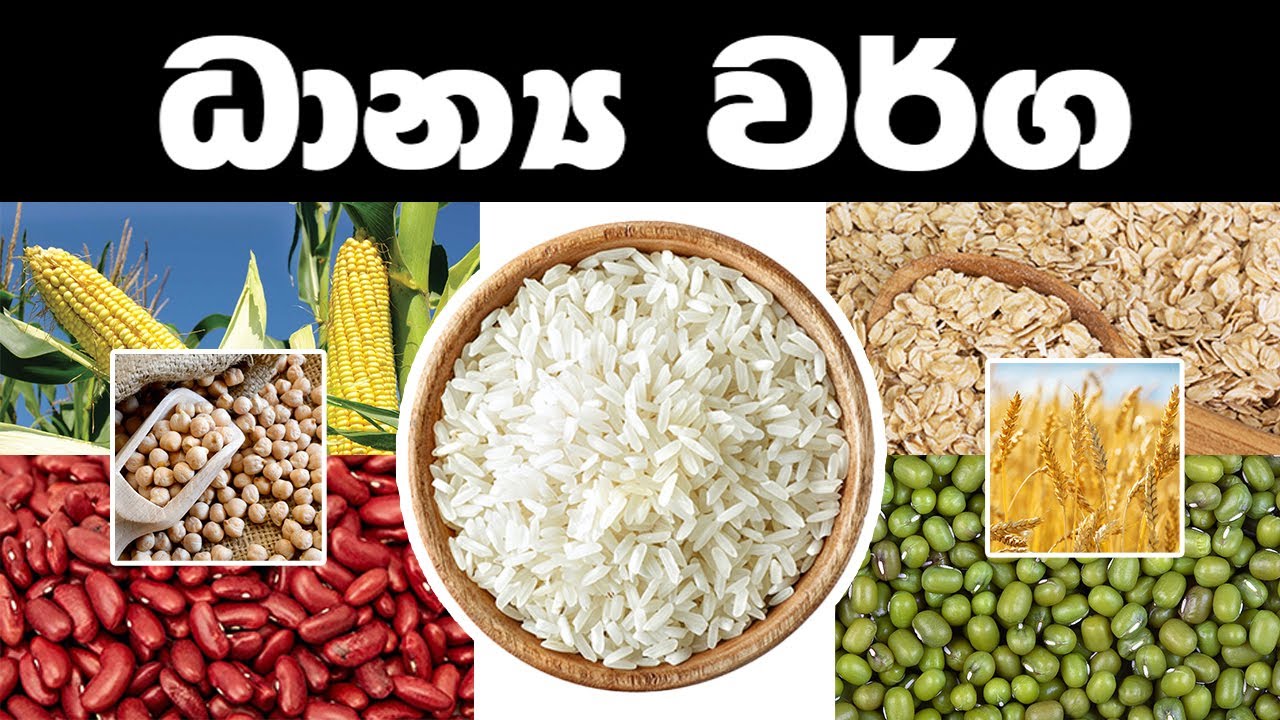 Types of Grains - ධාන්‍ය වර්ග - YouTube