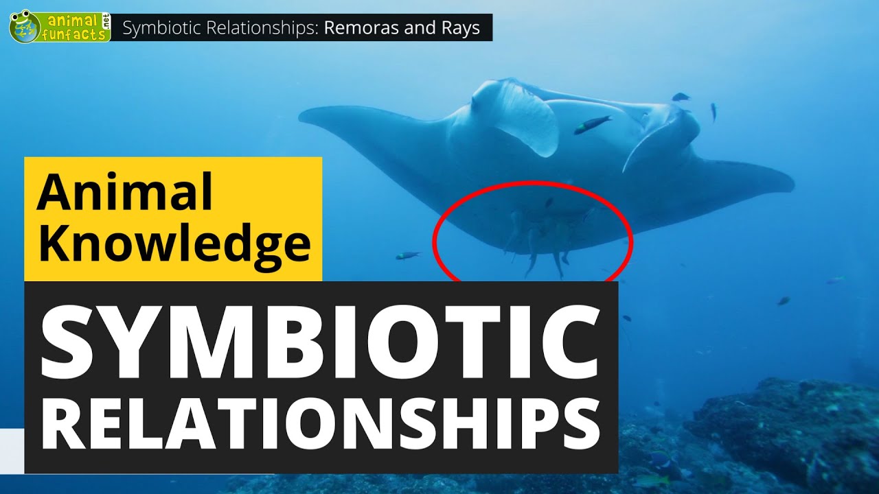 Animal Plant Life: Symbiotic Superpowers & Essential Ecosystem Roles