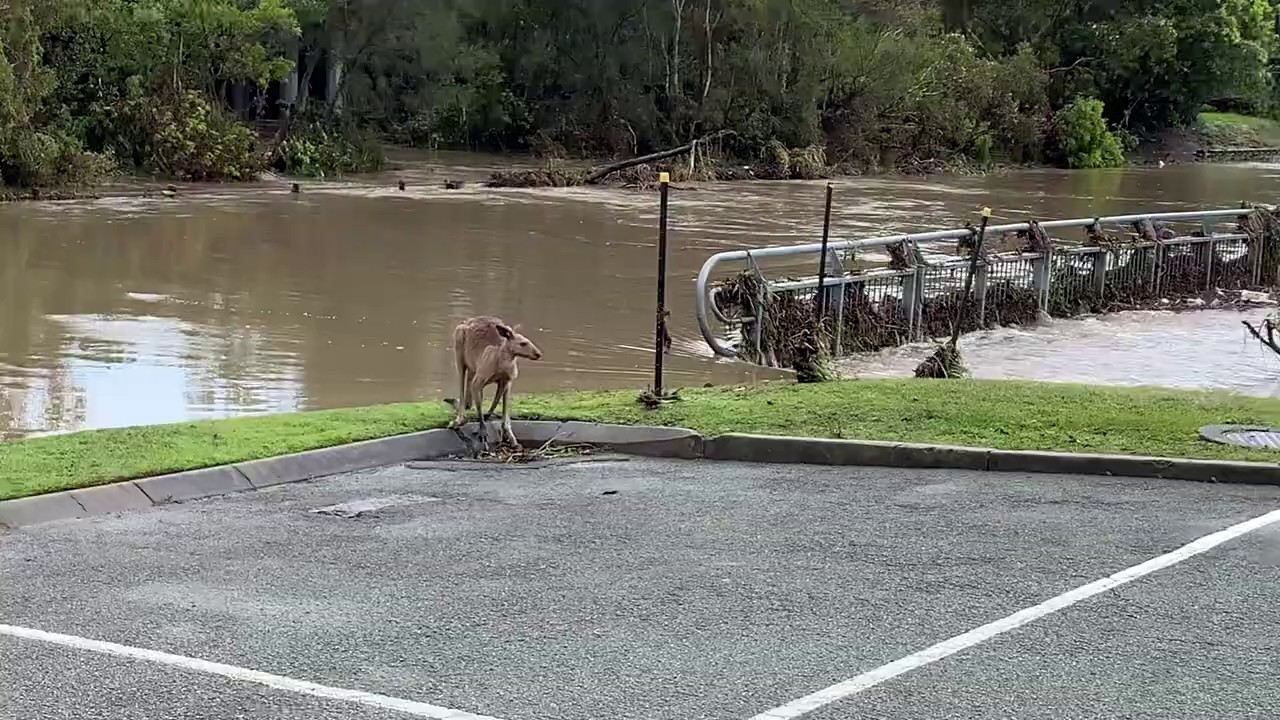 Kangaroo Survives Queensland Flash Flood | Queensland Flood 🇭🇲 - YouTube