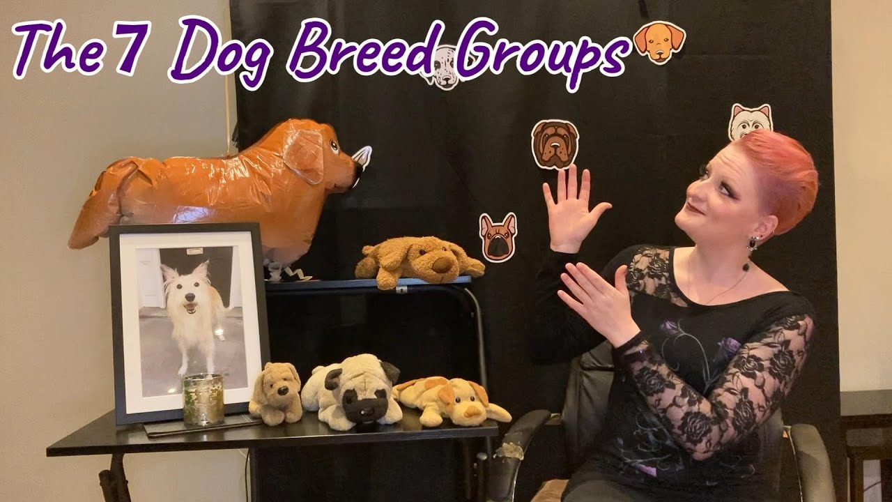 The 7 Dog Breed Groups - YouTube