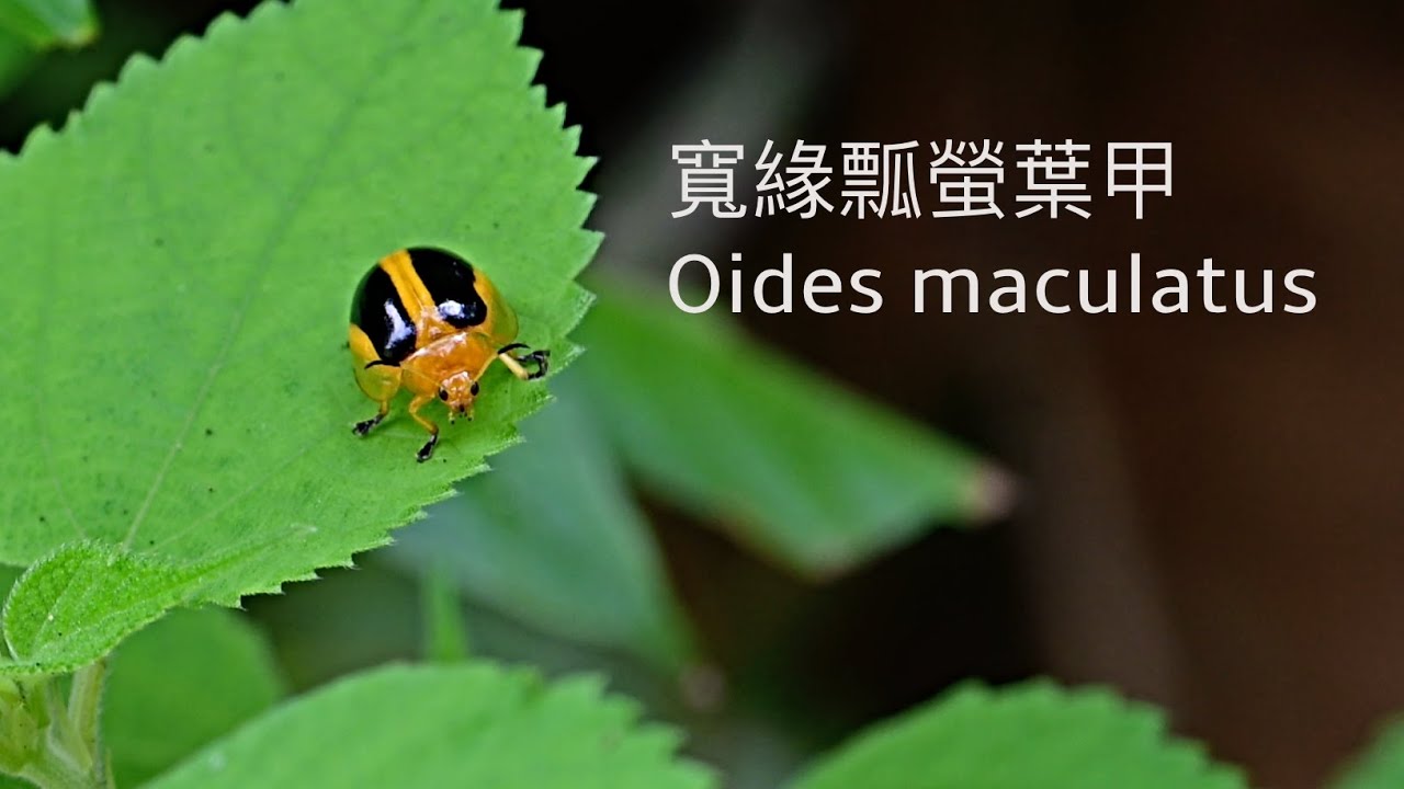 寬緣瓢螢葉甲 Oides maculatus - YouTube