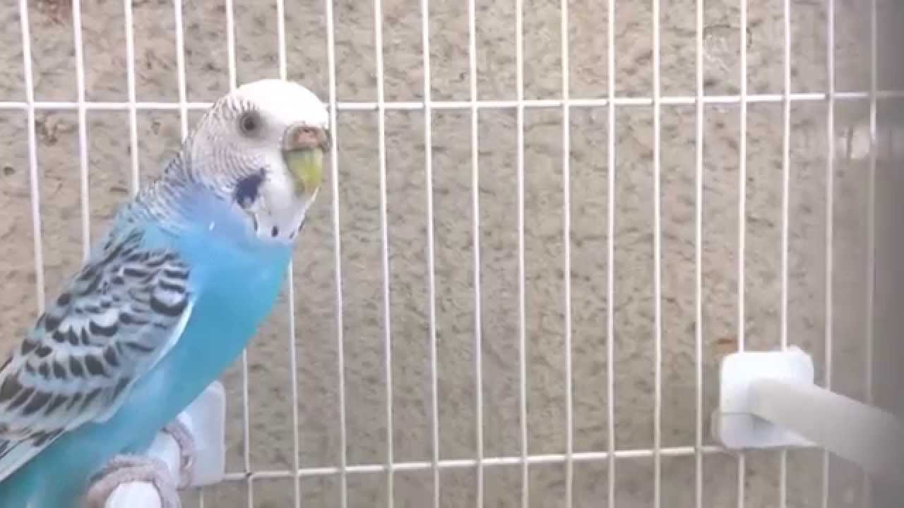 Lindo Periquito azul - YouTube