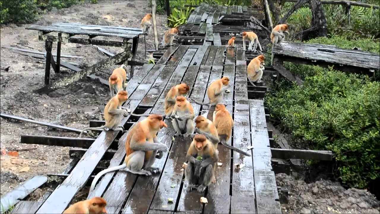 Proboscis Monkey - Sandakan, Sabah - YouTube