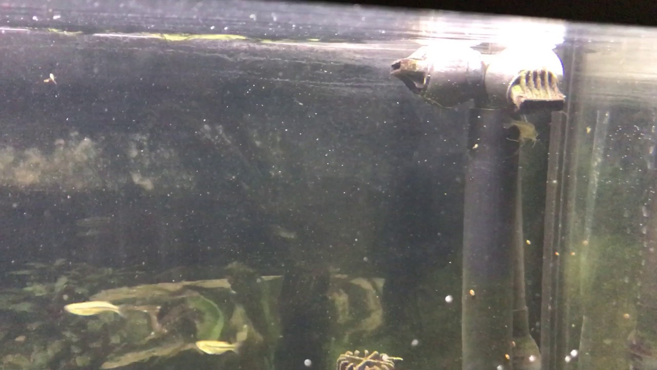 Chilatherina Alleni Wapoga rainbowfish - YouTube