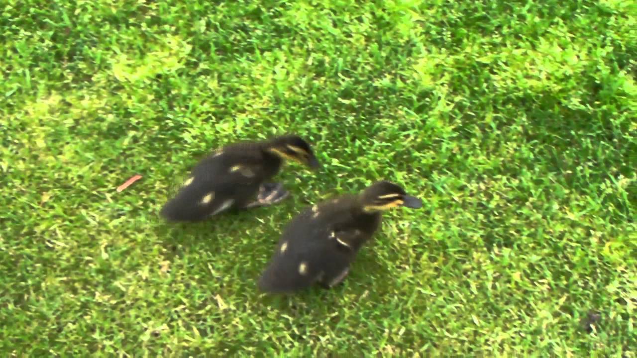 Ducklings Running Around - YouTube
