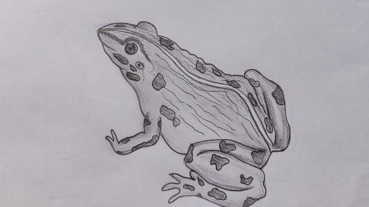 Drawing Frog in easy steps//#sameerarts #zoology #record #drawing # ...