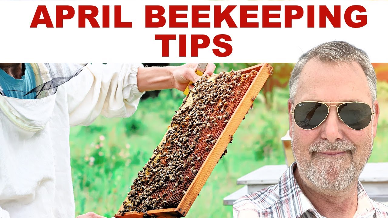 Beekeeping Tips For April (Early Spring) - YouTube