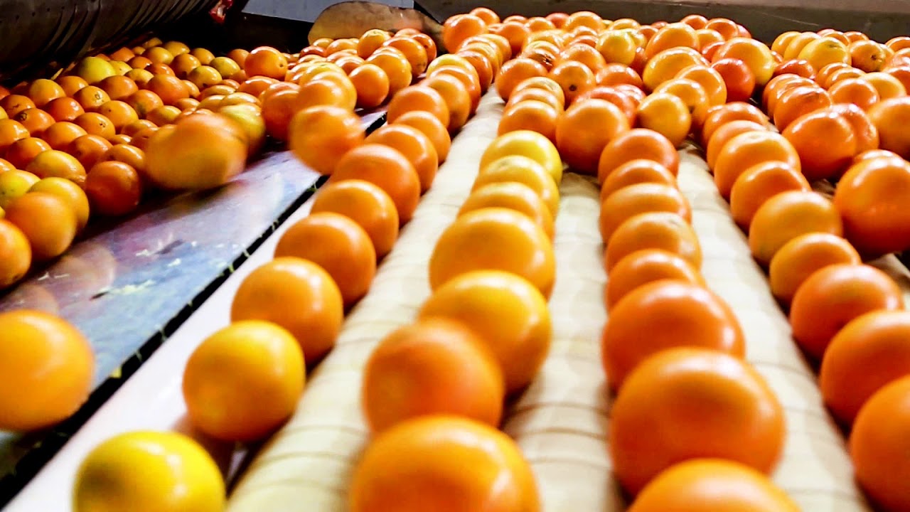 Al Hassan Packing Line - YouTube