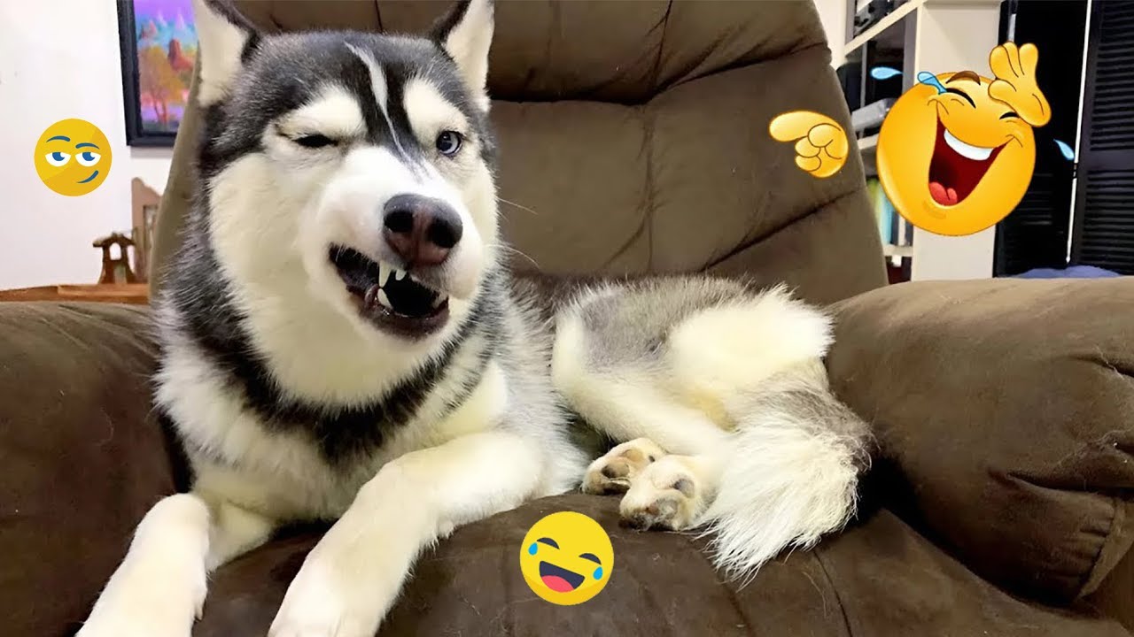 Funny Dog Moments 2025 😂 Hilarious Dogs That Will Make You Laugh #43 ...