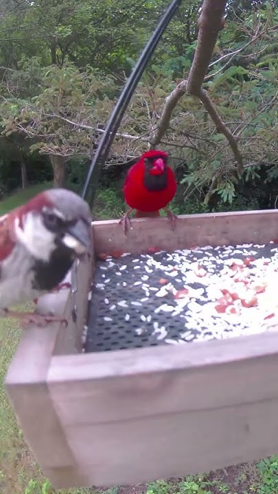Mr. Cardinal loves peanuts!#birds #鸟类 #nature #wildlife #cardinals #shorts - YouTube