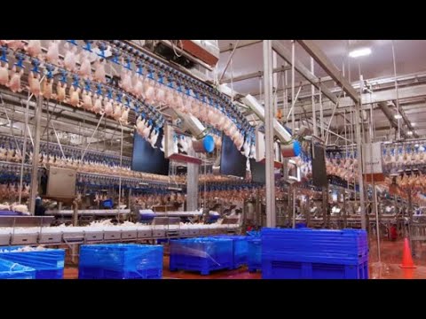 Discover the Future: Fully Automated Poultry Slaughterhouse Production ...