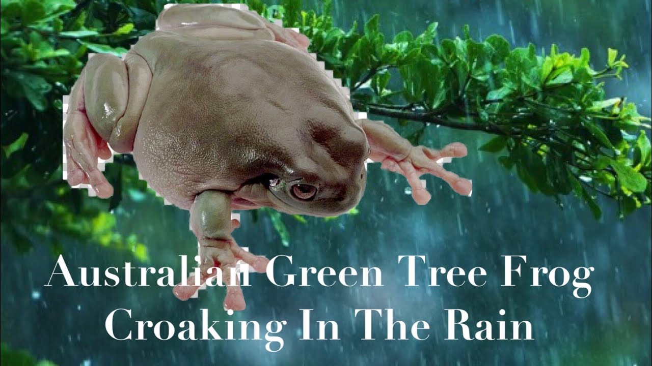 Green tree frog croaking in the rain 🐸 🌧 - YouTube