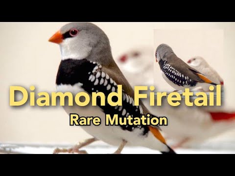 Diamond Firetail || Rare Mutation - YouTube