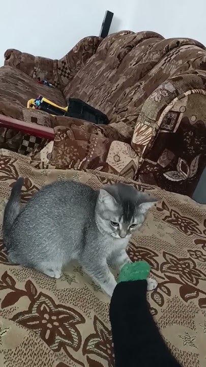 Киса 🐱 злая Youtube