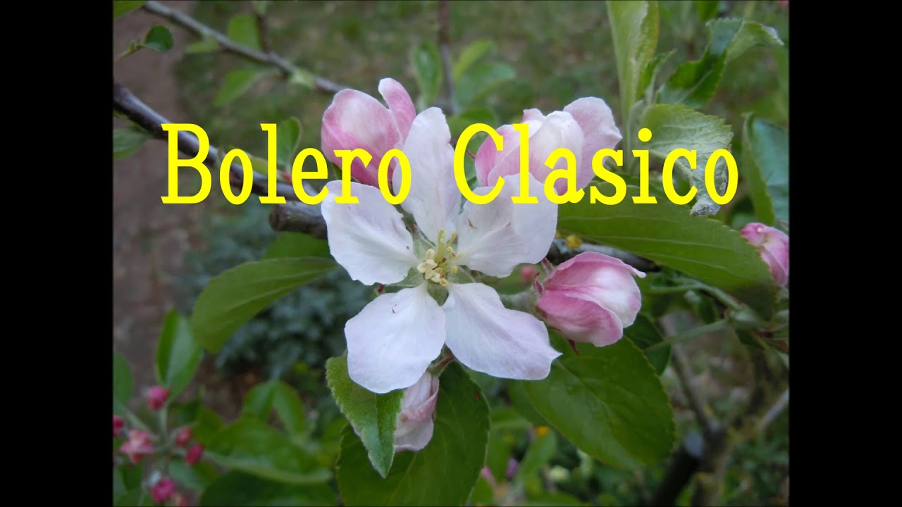 ボンビーSax 「Bolero Clasico」A.Sax - YouTube