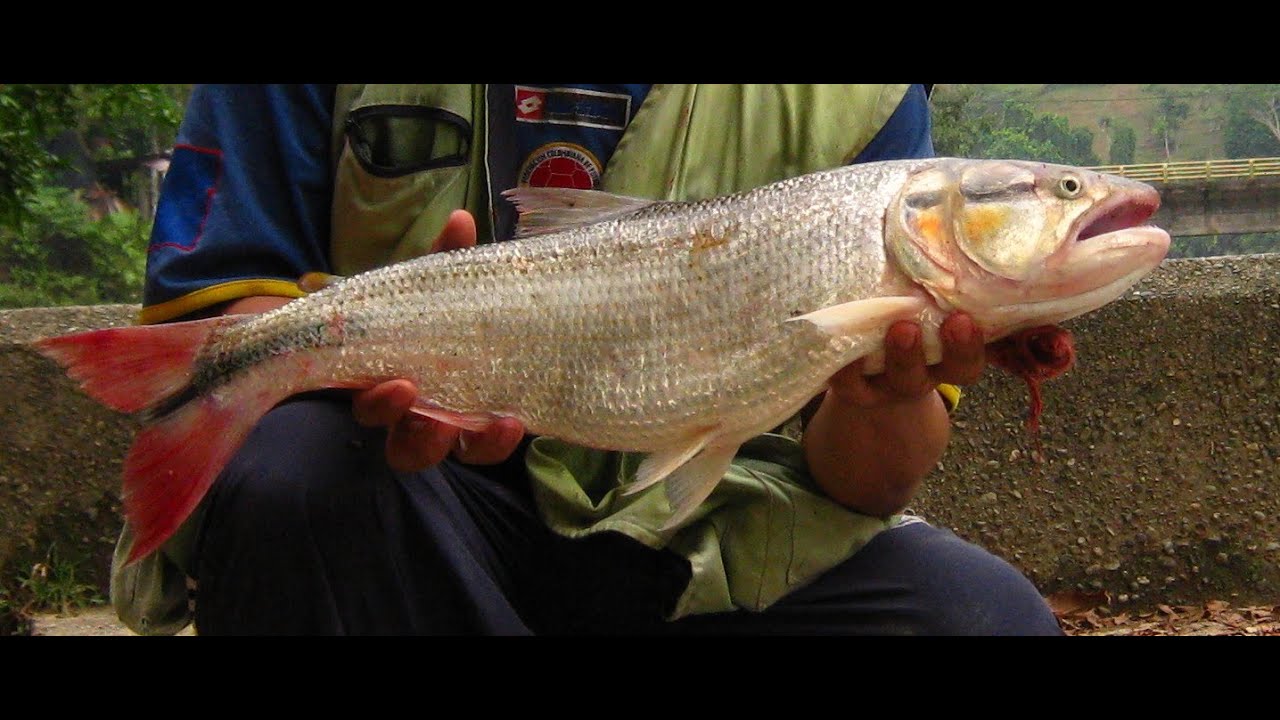 5 ASPECTOS BASICOS A CONOCER DEL PEZ RUBIO - YouTube