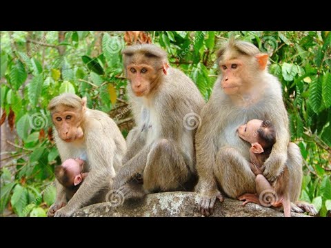 Mawa Mawa hundeya ne #maa #animallover #monkey - YouTube