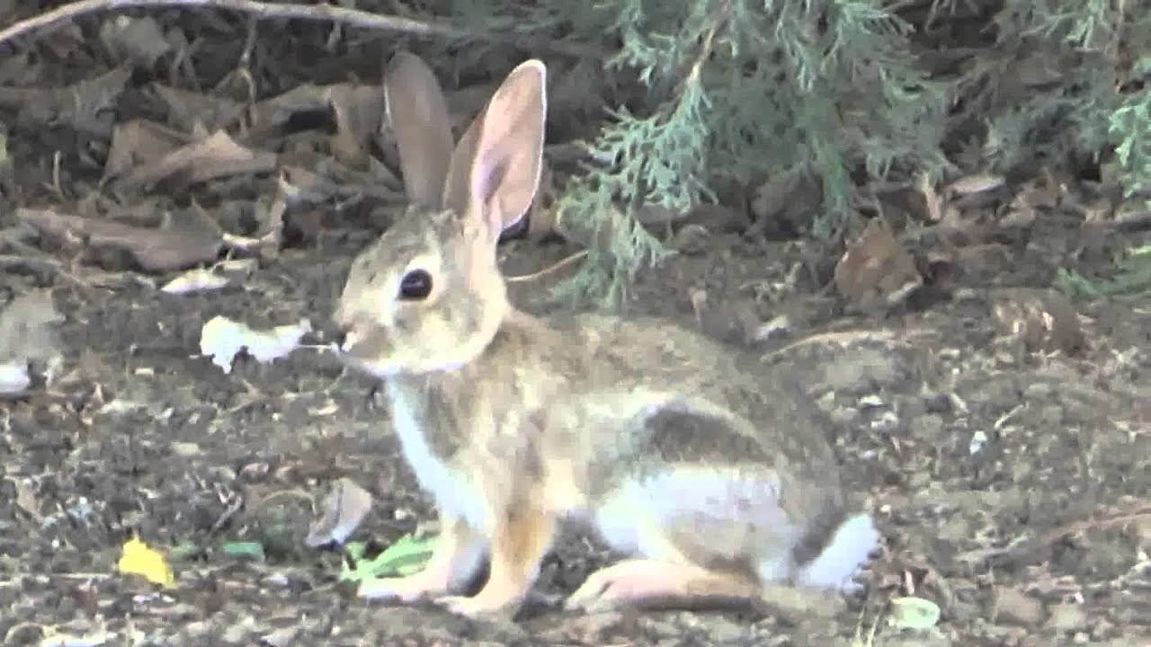 Cottontail Rabbit - YouTube