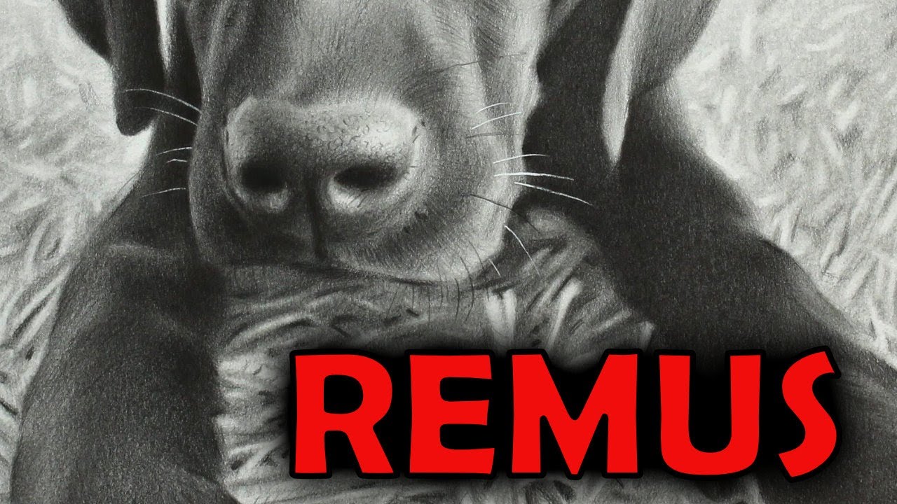 Remus | Realistic pencil drawing | Pet Portrait - YouTube