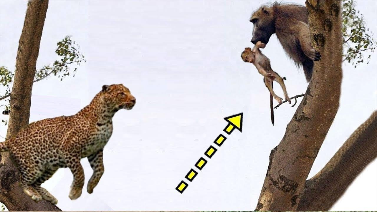 EPİC BATTLES #6 Leopard vs Baboon | Facts About Strongest & Biggest ...