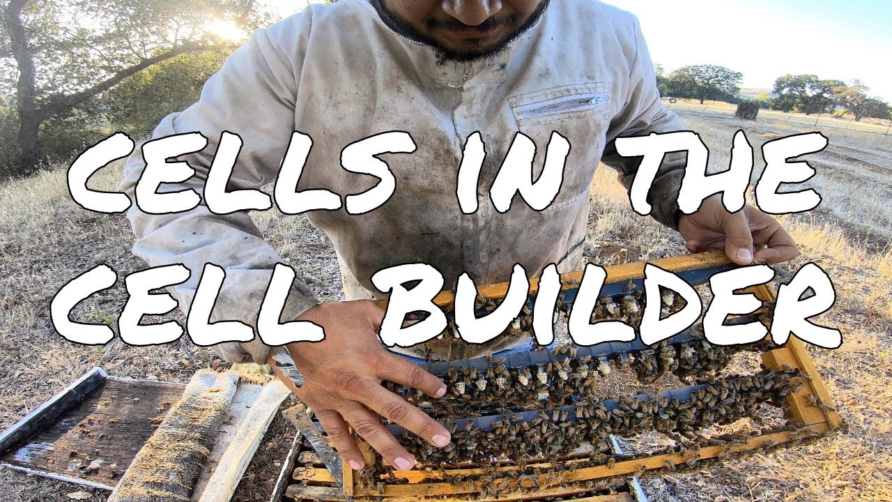Checking Cells in the Cell Builder - Queen Breeding 101 - YouTube