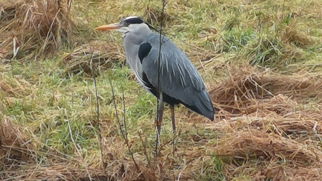 Handsome Heron And The Dighty Burn In Spate - YouTube