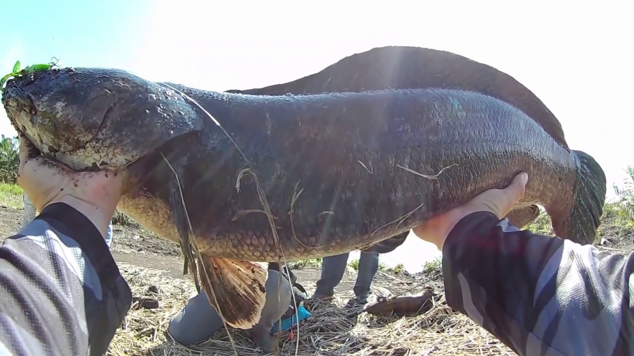Borneo Giant Snakehead 8.5kg - YouTube