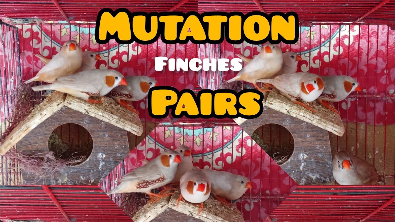 Mutation Finches pairs | 100k + views - YouTube
