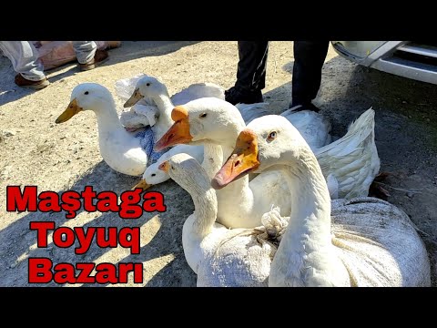 Maştaga Toyuq Bazarı 22.05.22