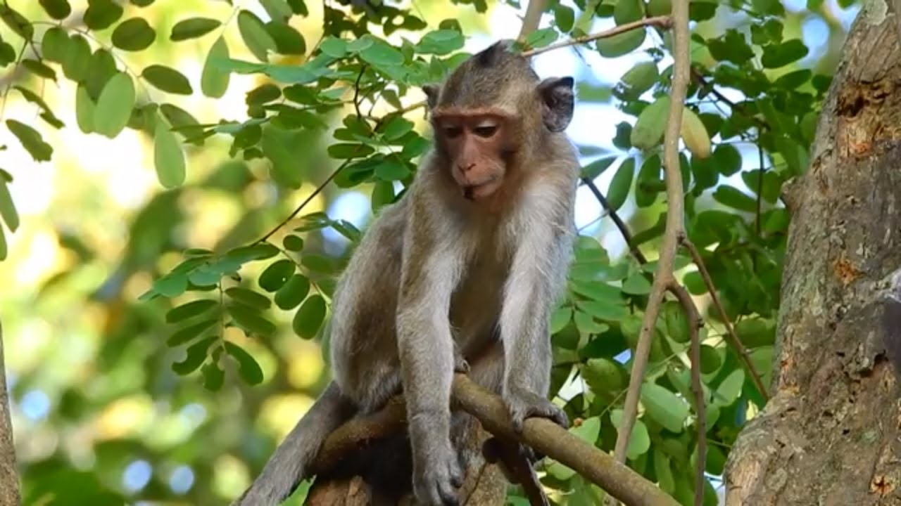 Finally, Monkey Nanda release trapped from her hand, but hand till ...
