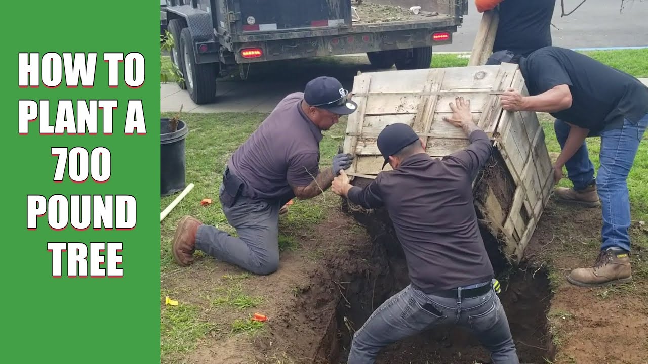 Planting a 36-Inch Box Tree (700 lbs!) – Hole Size, Soil Prep & Staking ...